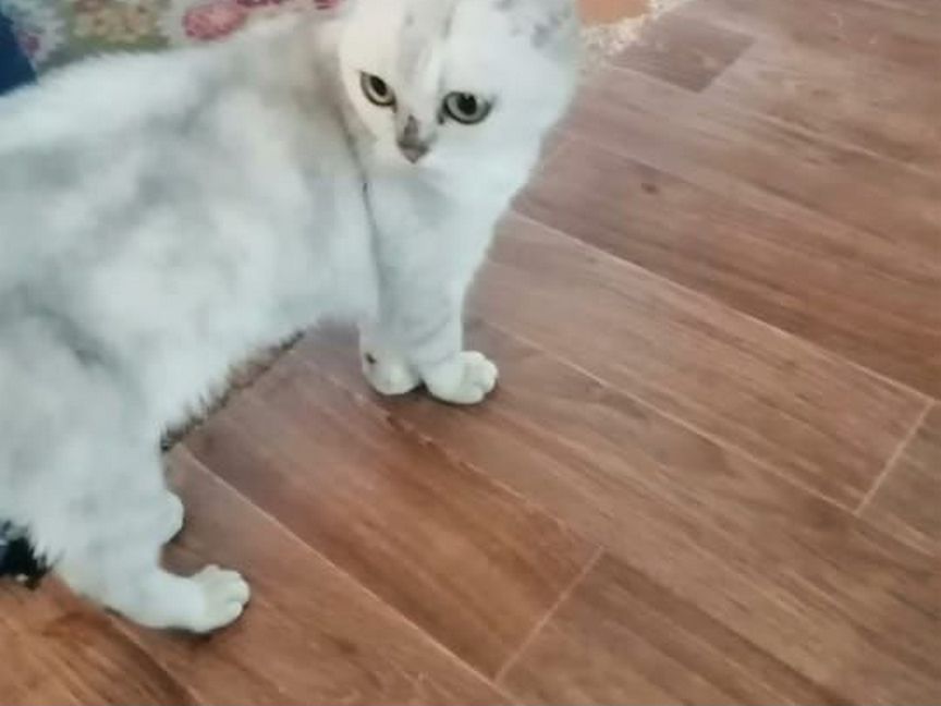 Нашлась кошка, 28 квартал. Стерилизованная