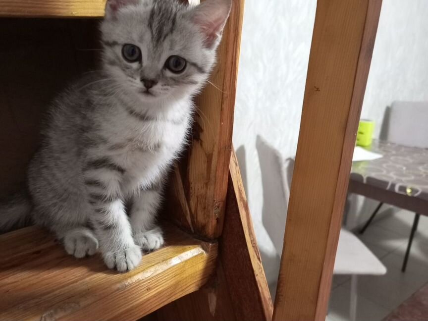 Шотландский котенок