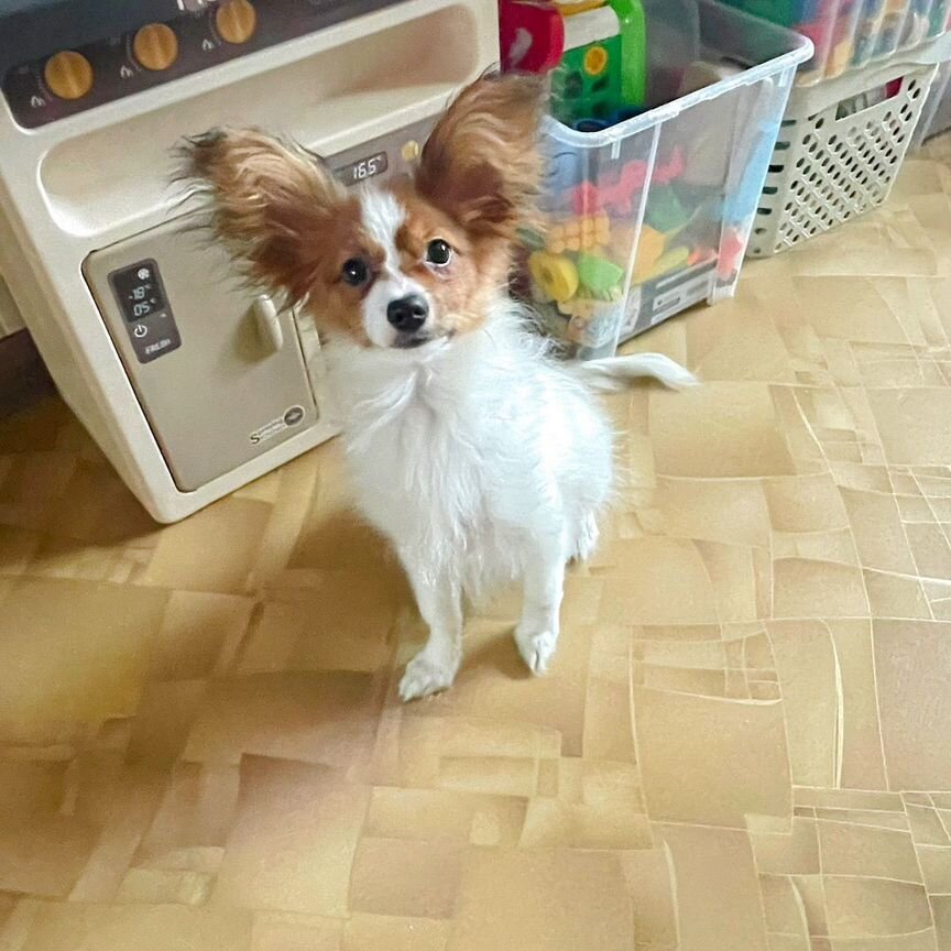 Папийон мальчик щенок