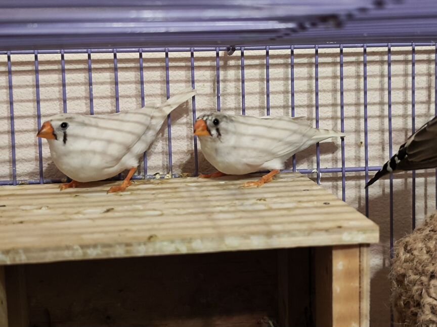 Амадины. Птенцы