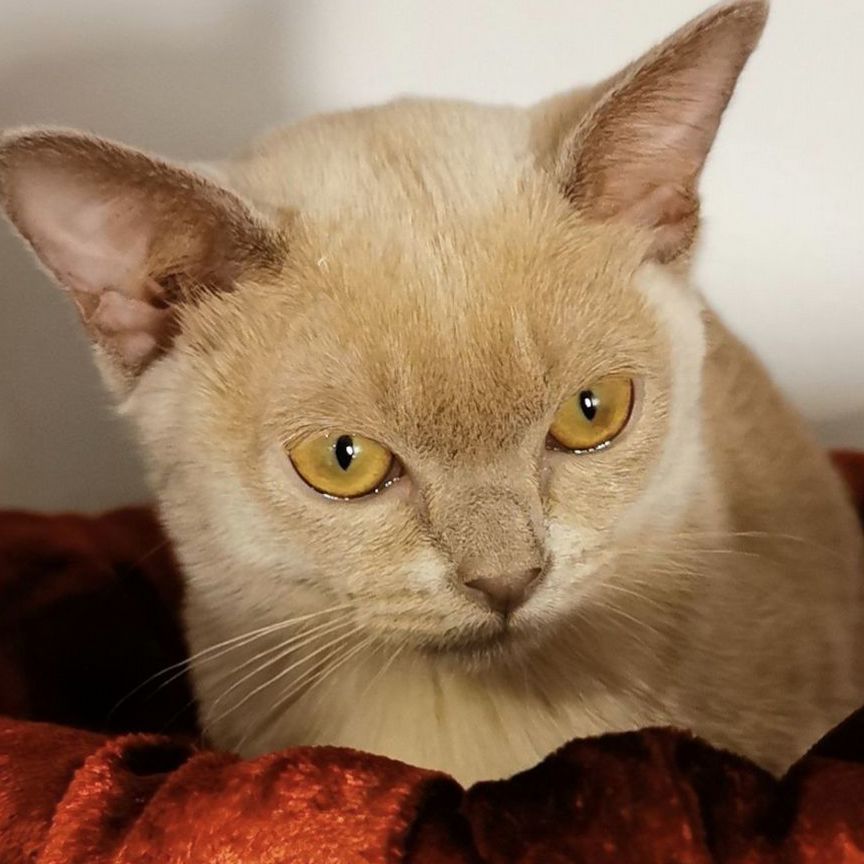 Бурмилла котёнок