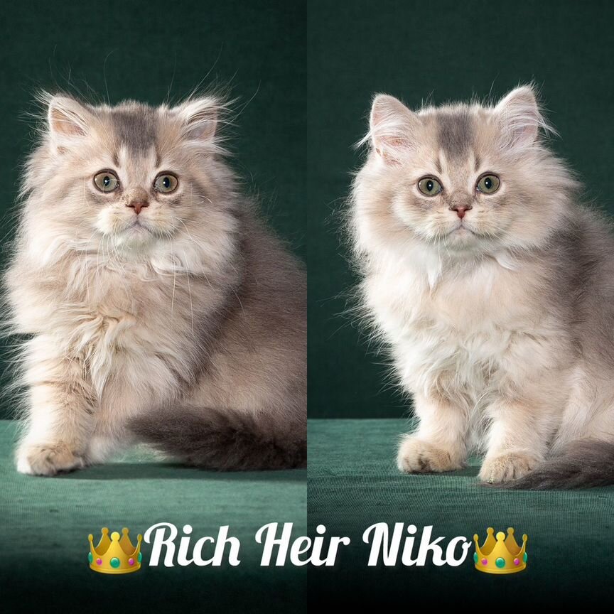 Шотландский хайленд страйт