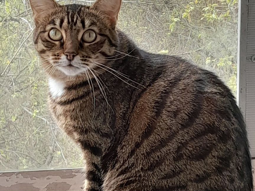 Герда. Красивая кошка с нордическим характером