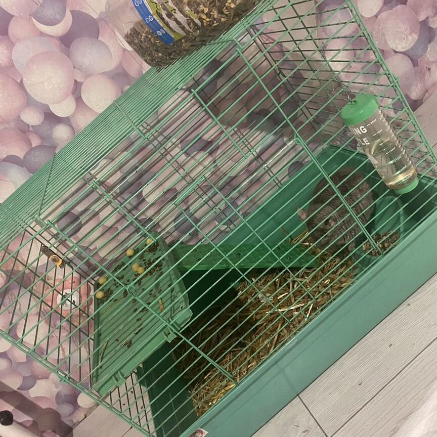 Клетка