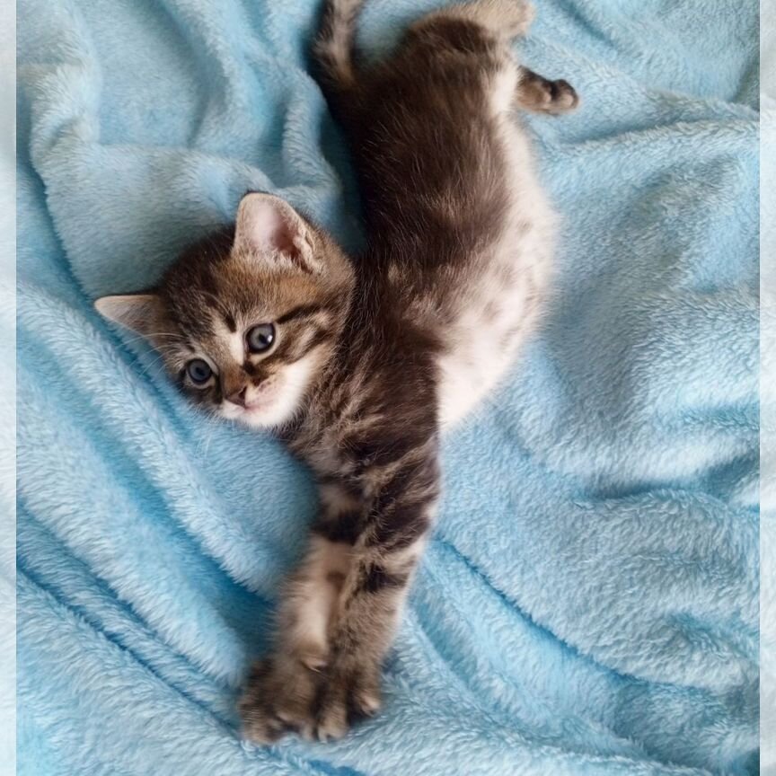 Шотландский вислоухий короткошёрстный котёнок