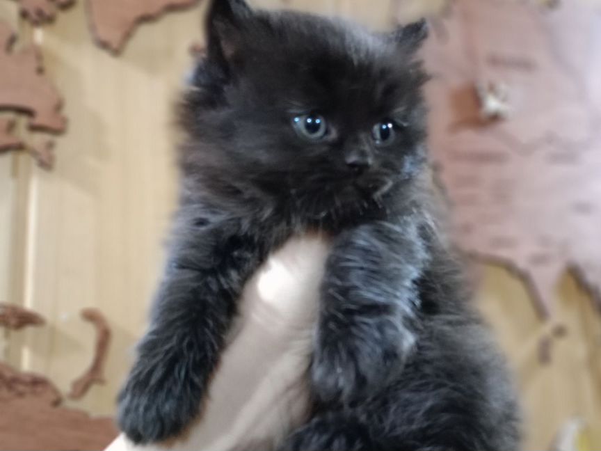 Котята