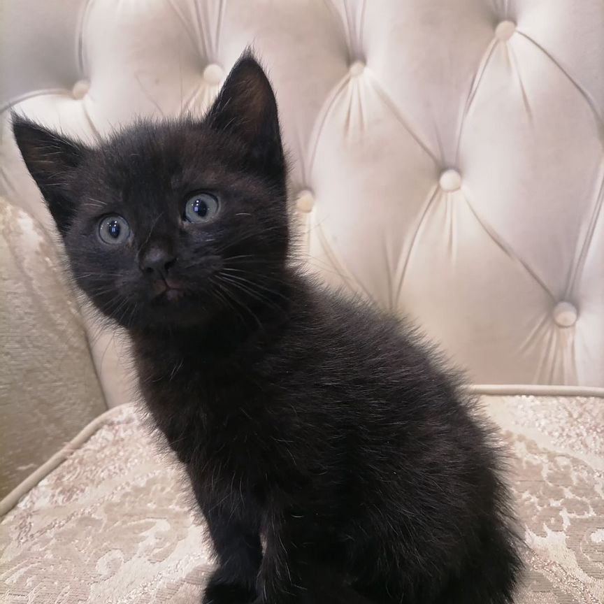 Отжам котенка 1 месяц