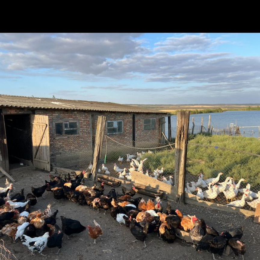 Куры и утки