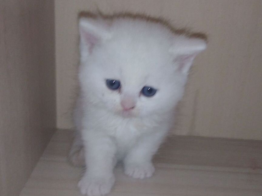 Шотландские котята