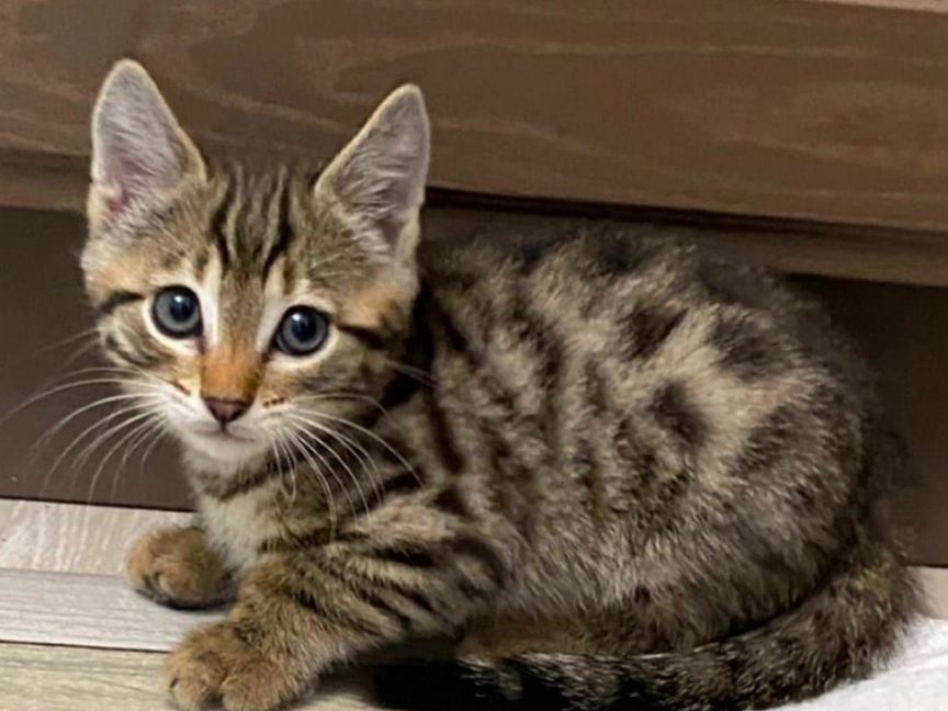 Котёночек от бенгальской кошки