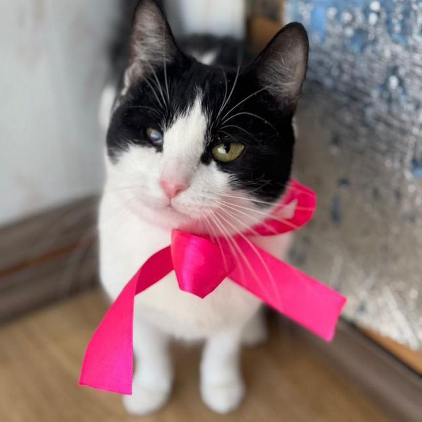 Джулия в добрые руки