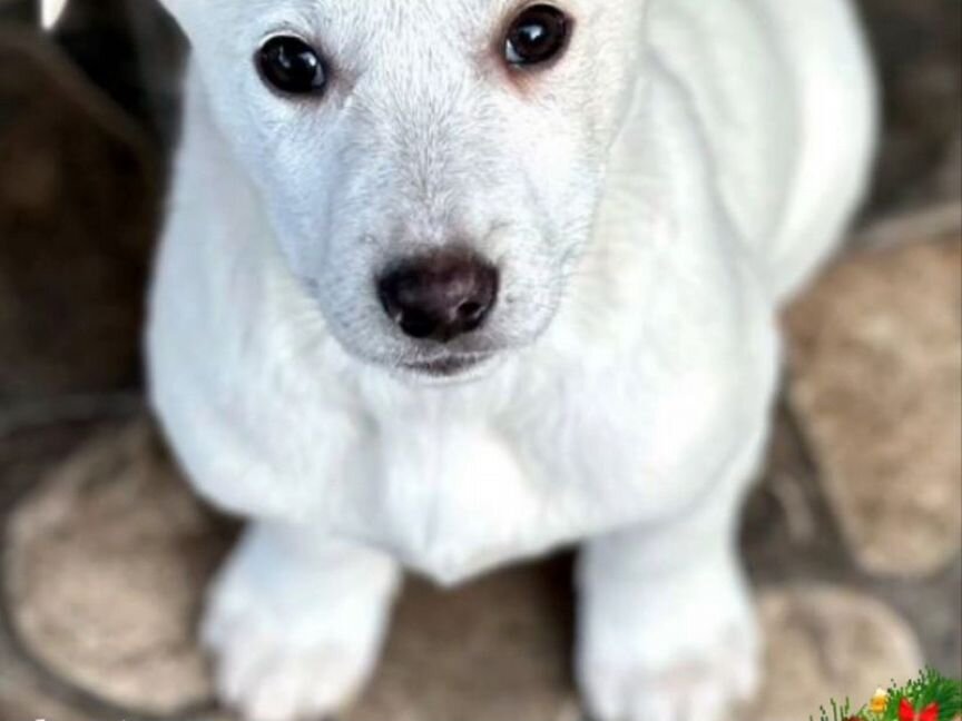 Щенок девочка в добрые руки бесплатно