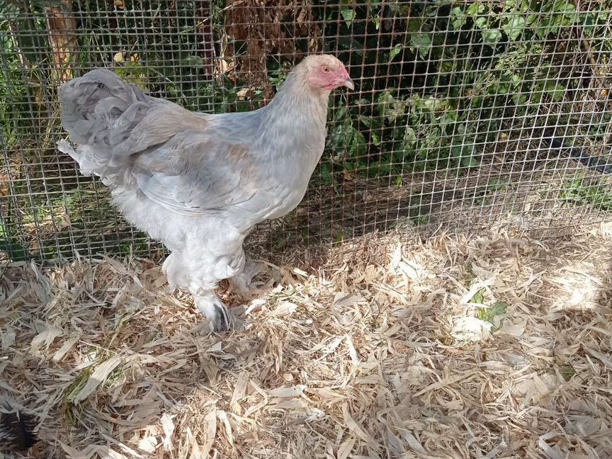 Петух брама