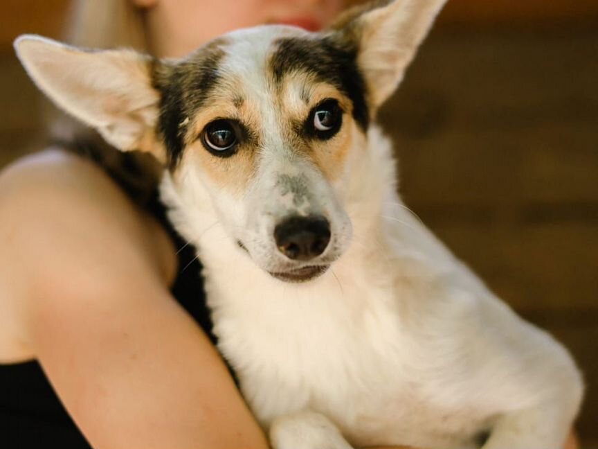 Ушастое чудо живёт в клетке приюта