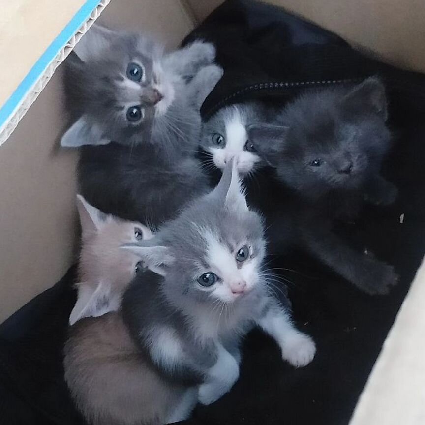 Погибают котята на улице