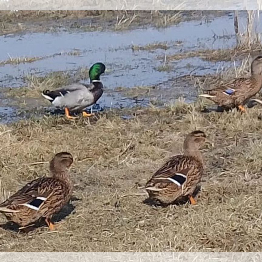 Подсадные утки(Русская Дикоперая)