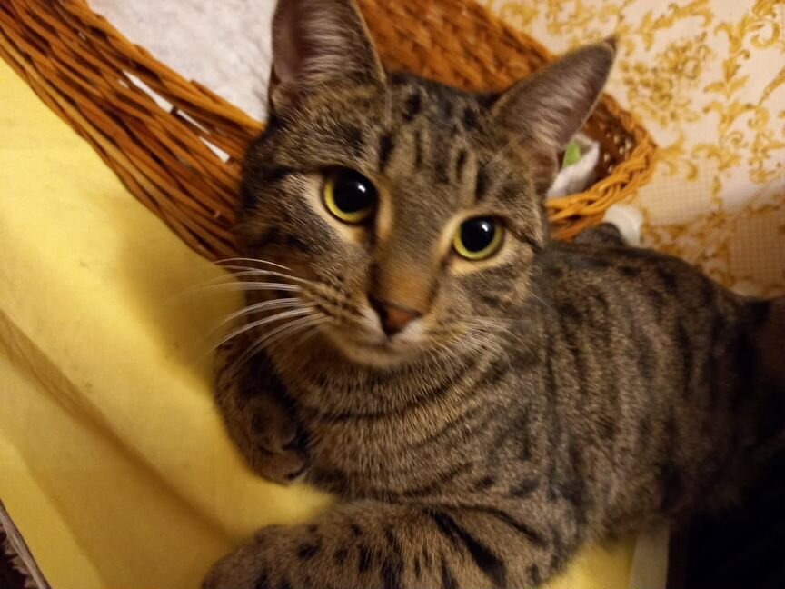 Умная и красивая кошечка