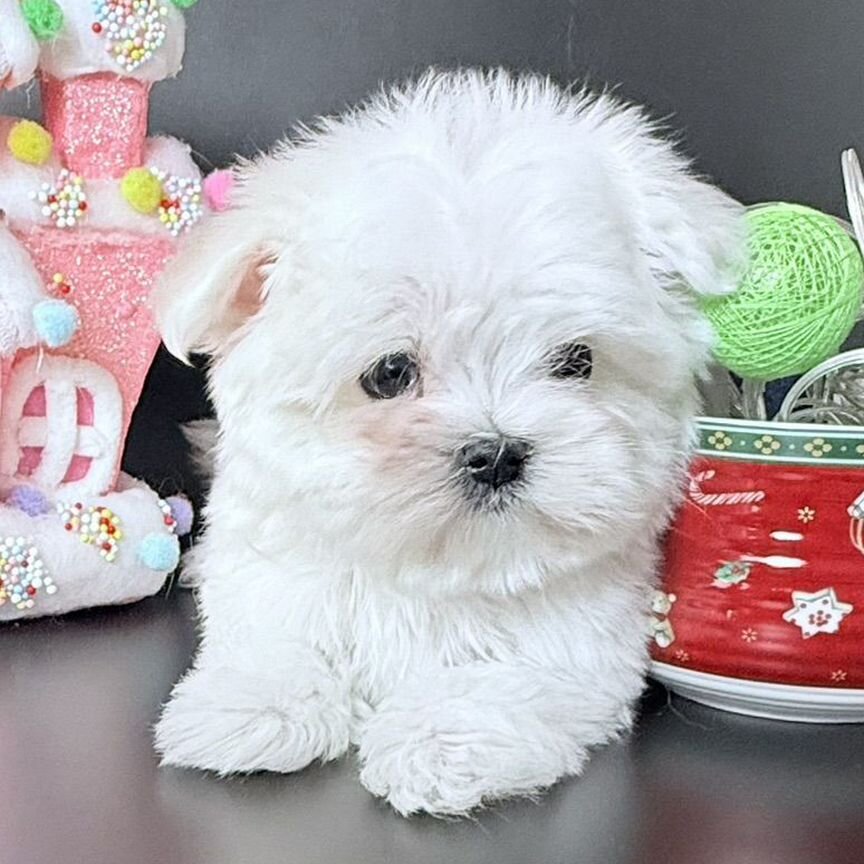 Мальтийская болонка, щенок