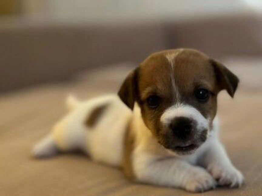 Щенки джек Рассел терьер