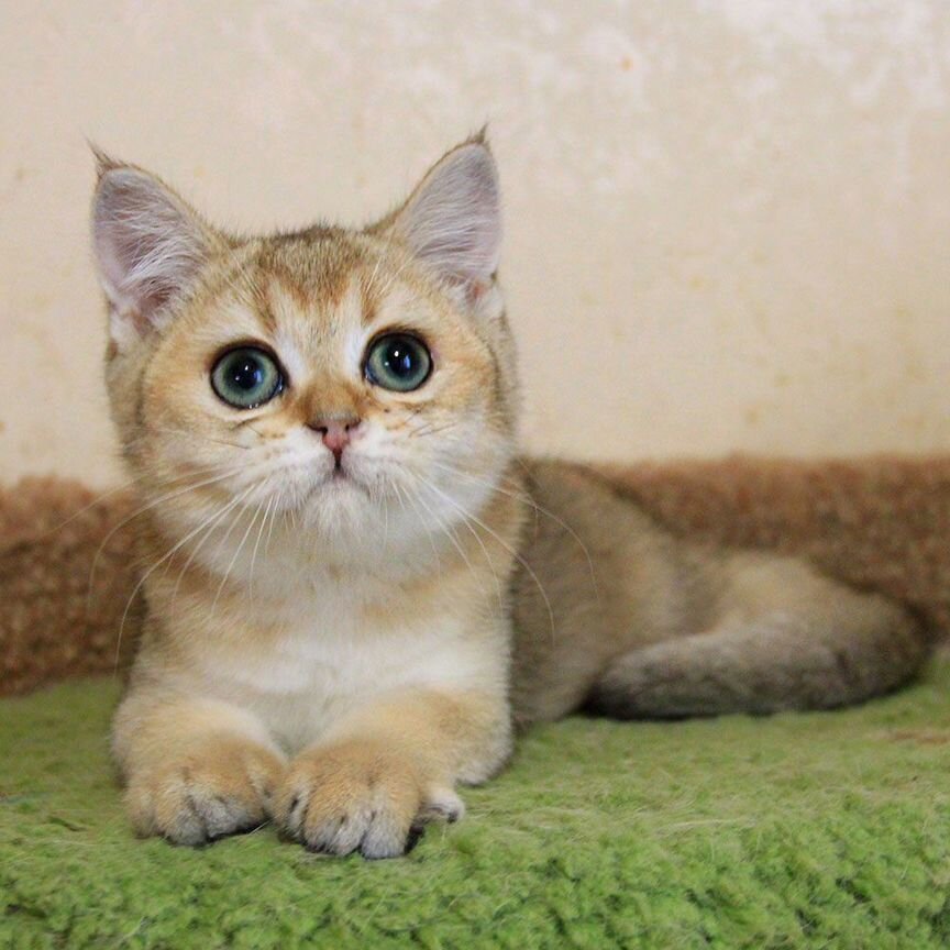 Максимус - золотой котик с изумрудными глазами
