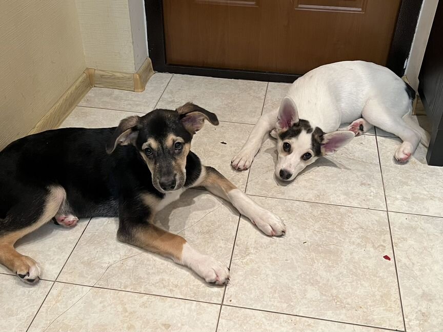 Собаки в добрые руки