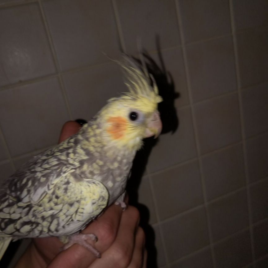 Попугай корелла