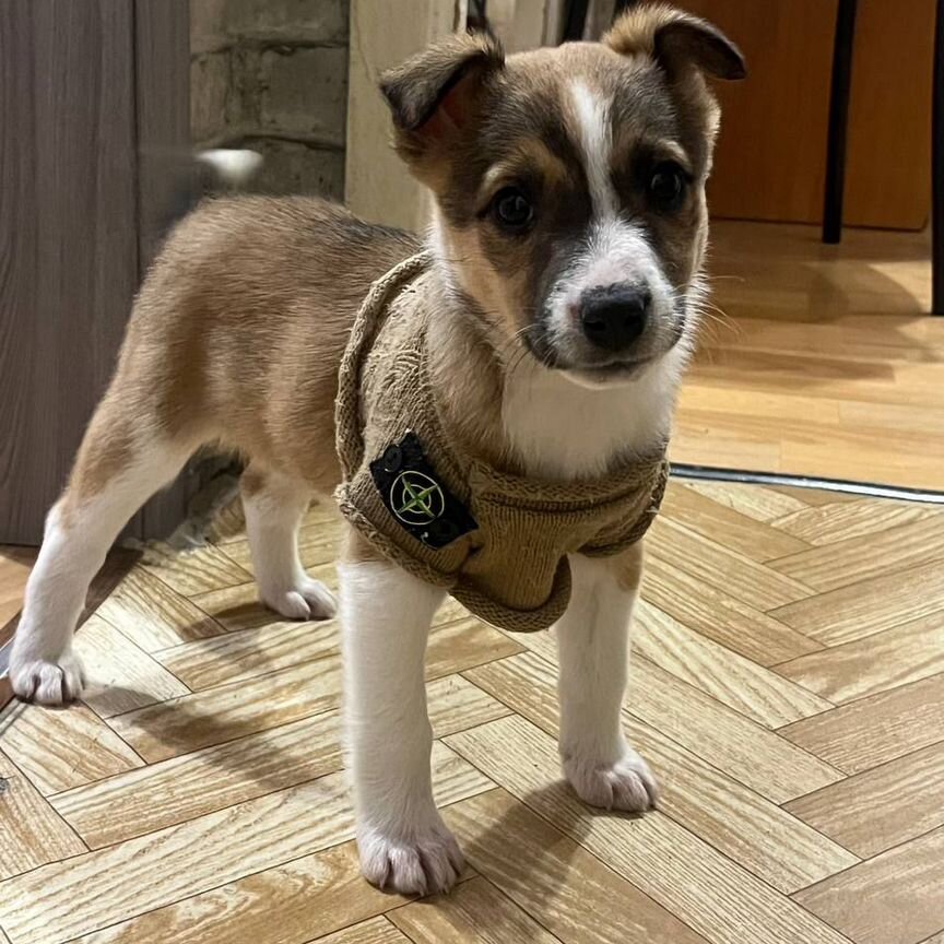 Щенок в добрые руки