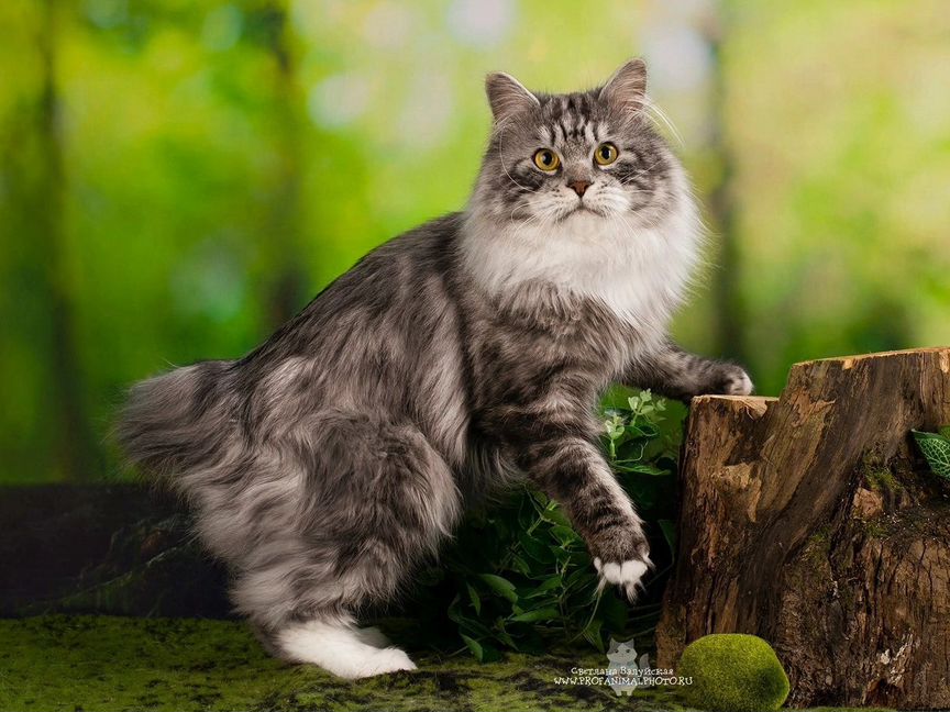Котята из питомника
