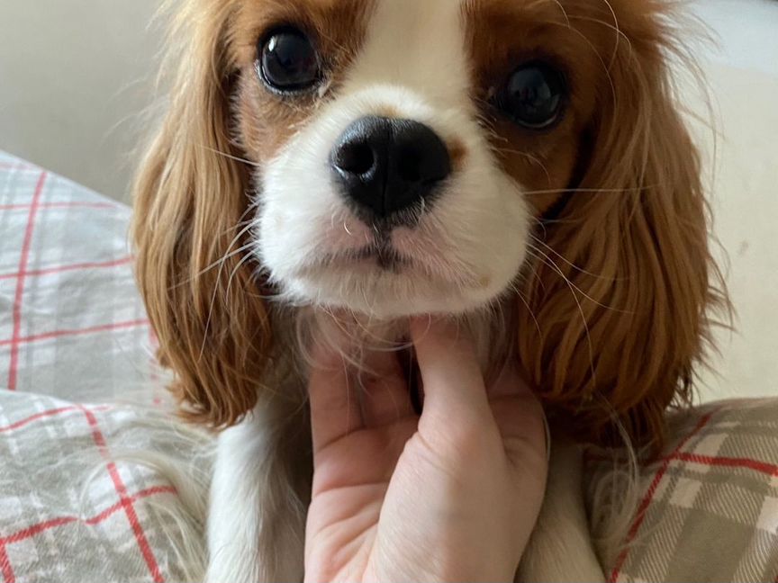 Кавалер кинг чарльз спаниель вязка