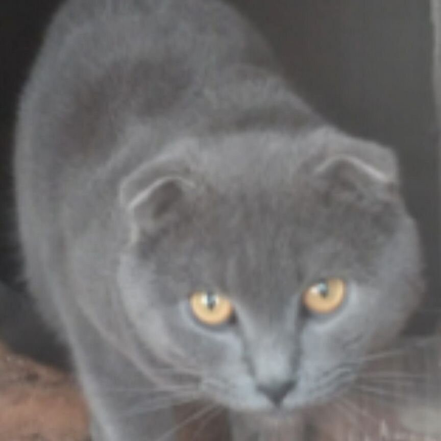 Молодой котик