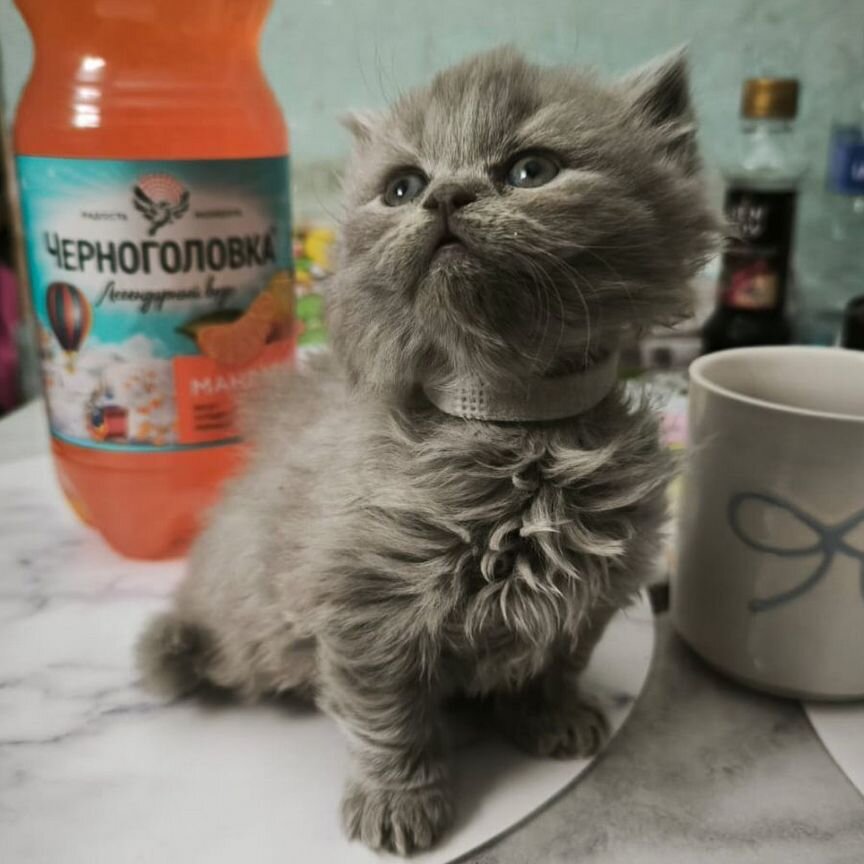 Шотландский прямоухий длинношёрстный котёнок