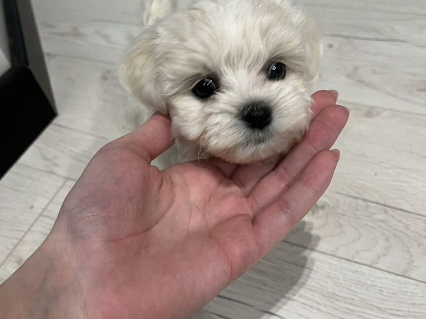 Щенки мальтийской болонки mini