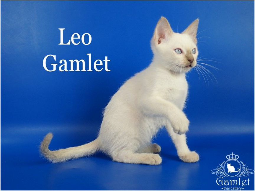 Тайский котенок мальчик из питомника