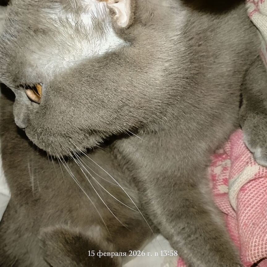 Британская короткошёрстная, взрослая кошка