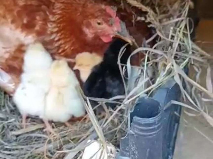 Квочка с цыплятами