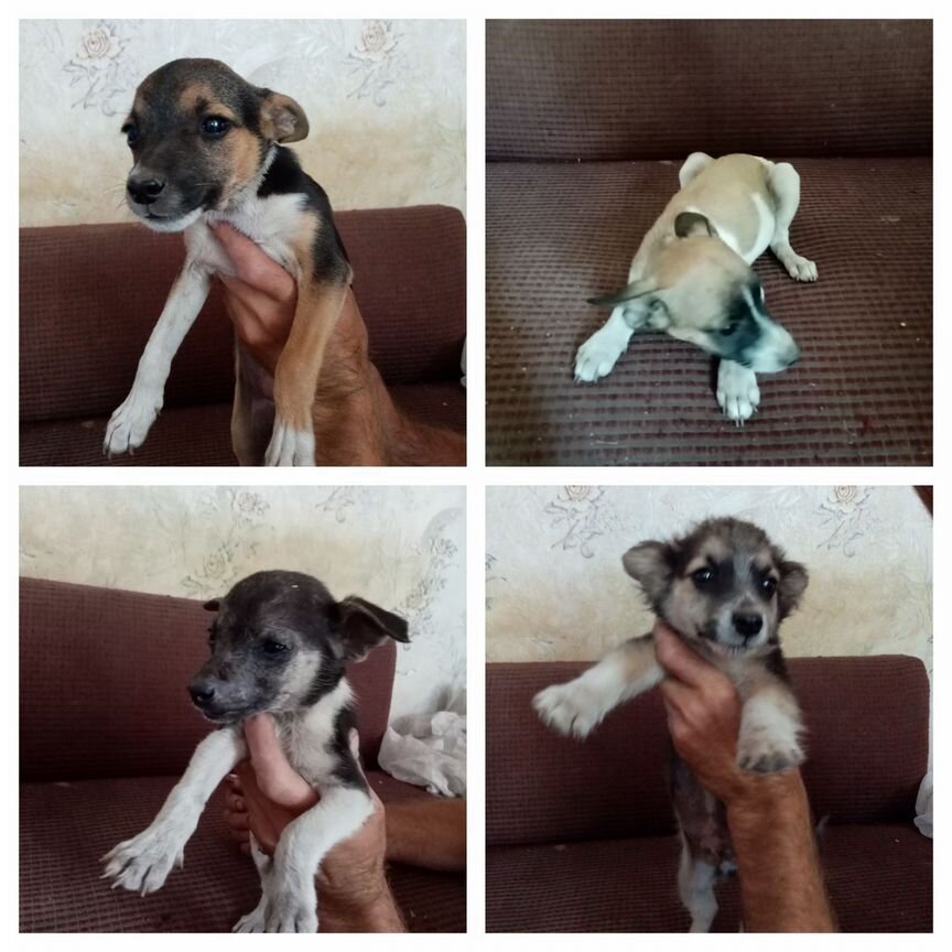 Щенки в добрые руки. Мелко дворовой породы