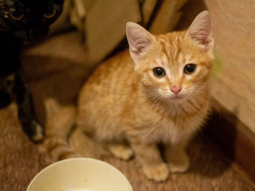 Котëнок Глазастик чудесный рыжик