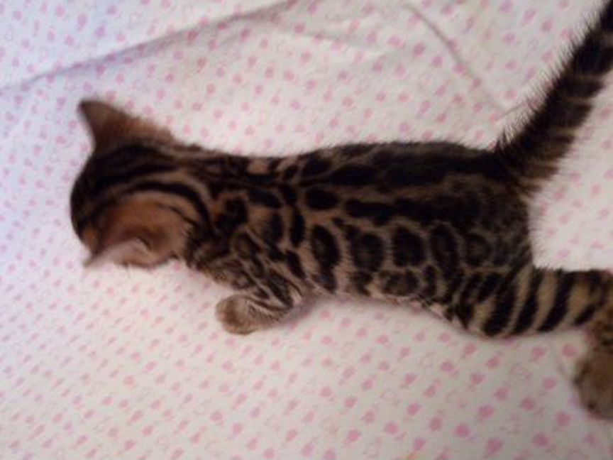 Бенгалы, в тч угли и меланисты