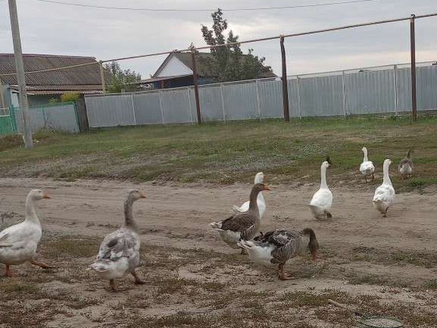 Гуси и другая птица