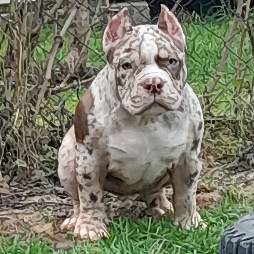 Американский булли, щенок