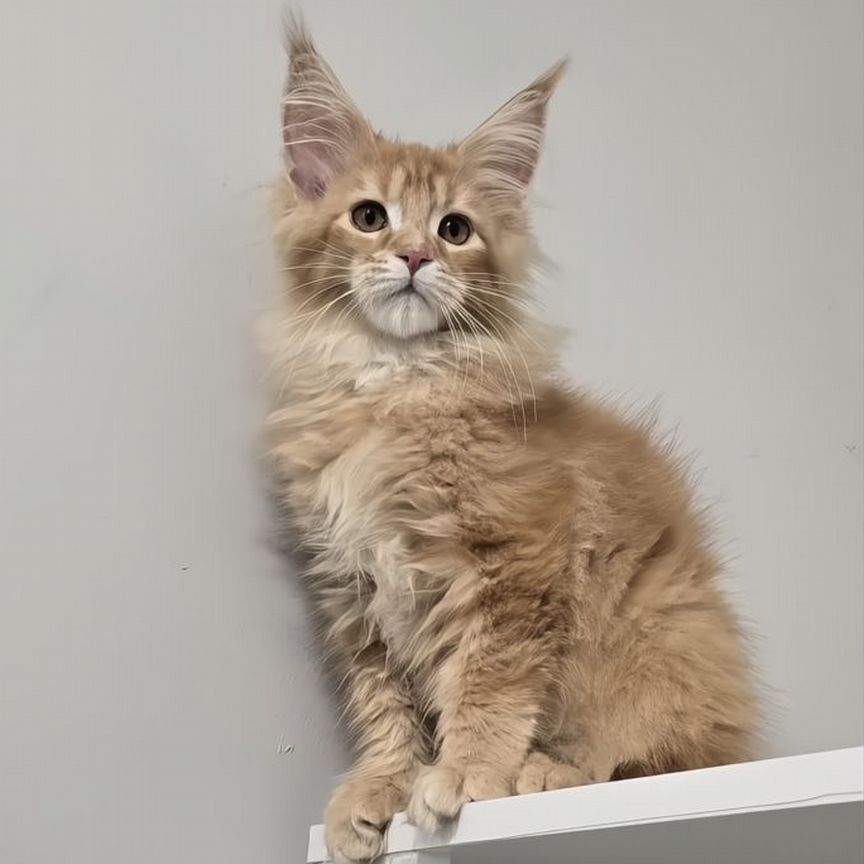 Мейн-кун котёнок