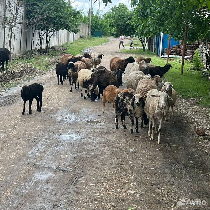 Овцы бараны