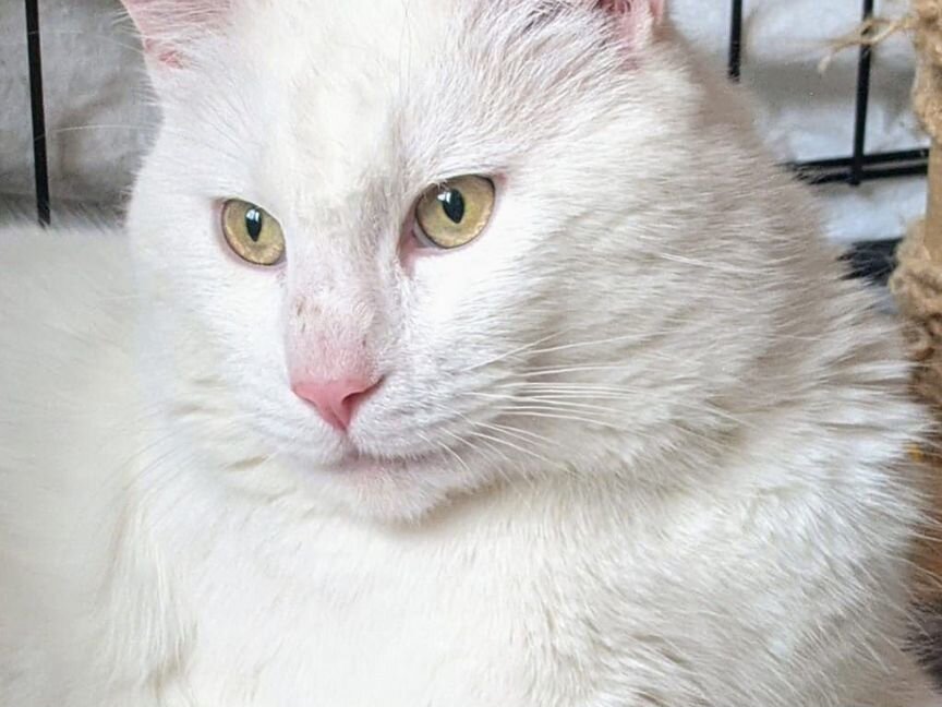 Огромный брутальный кот