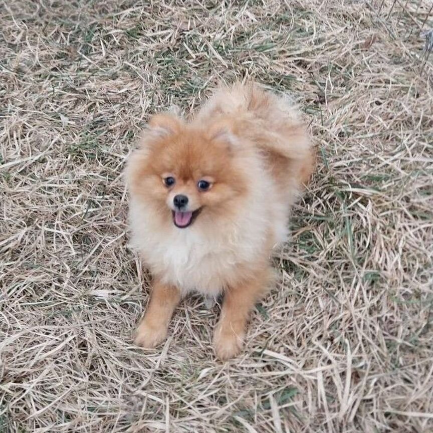 Померанский шпиц девочка
