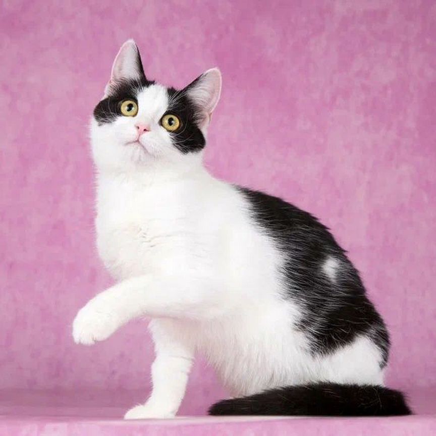 Кошечка Конфетка в добрые руки