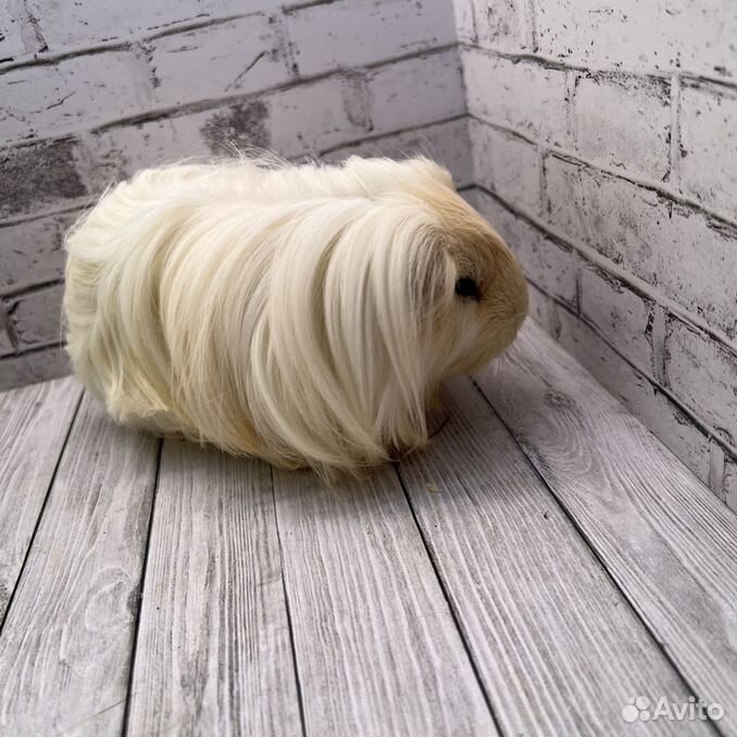 Морская свинка шелти, мальчик