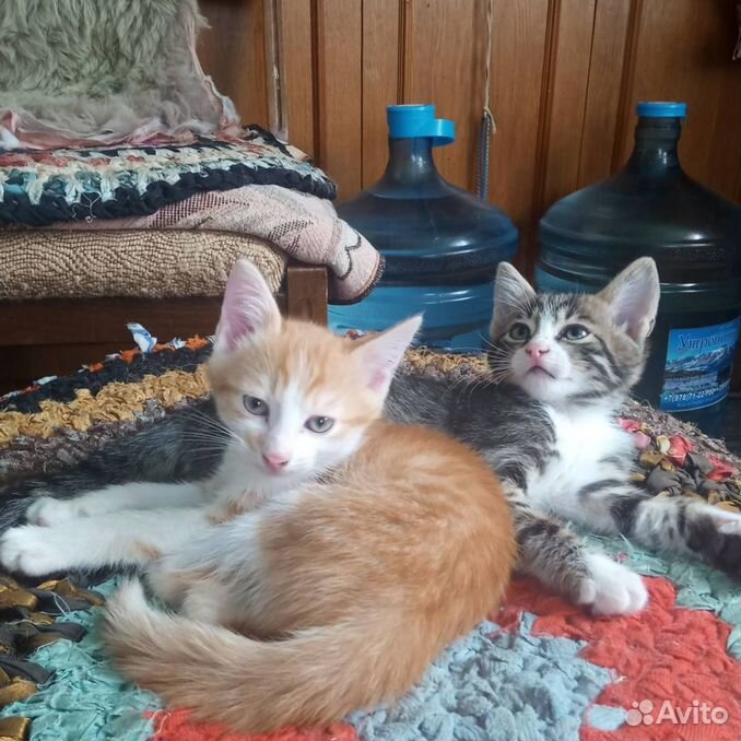 Отдам в добрые руки пушистых малышей