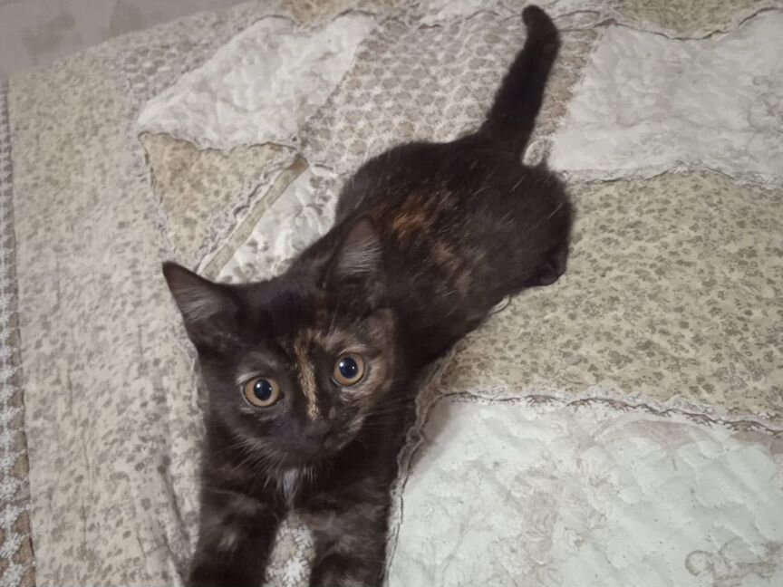 Котята британские висоухие помесь