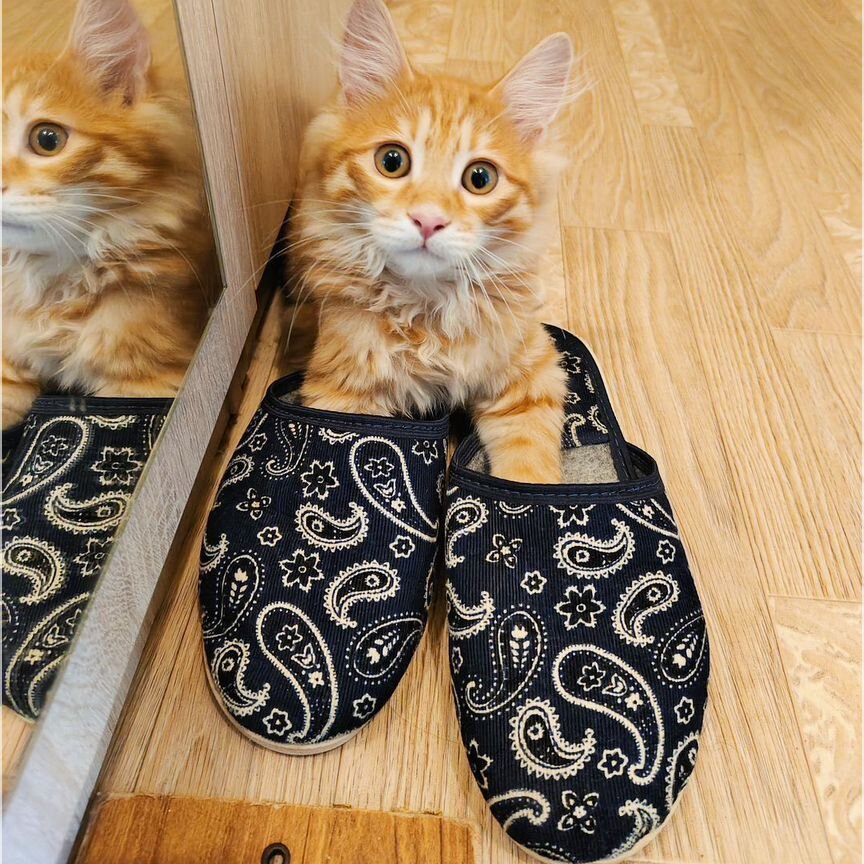 Продам котика породы курильский бобтейл