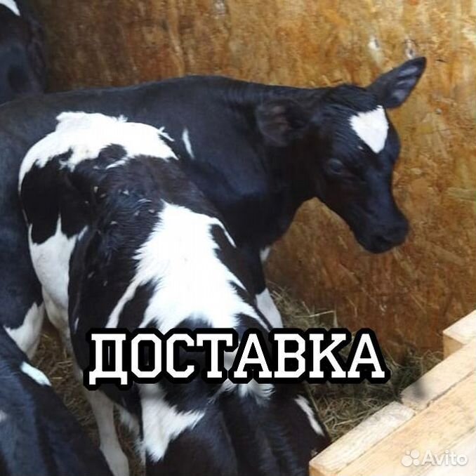 Телята бычки тёлки доставим до вас
